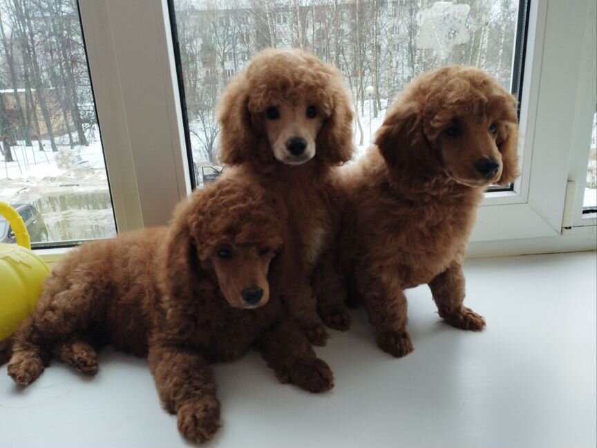 Карликовые пуделята