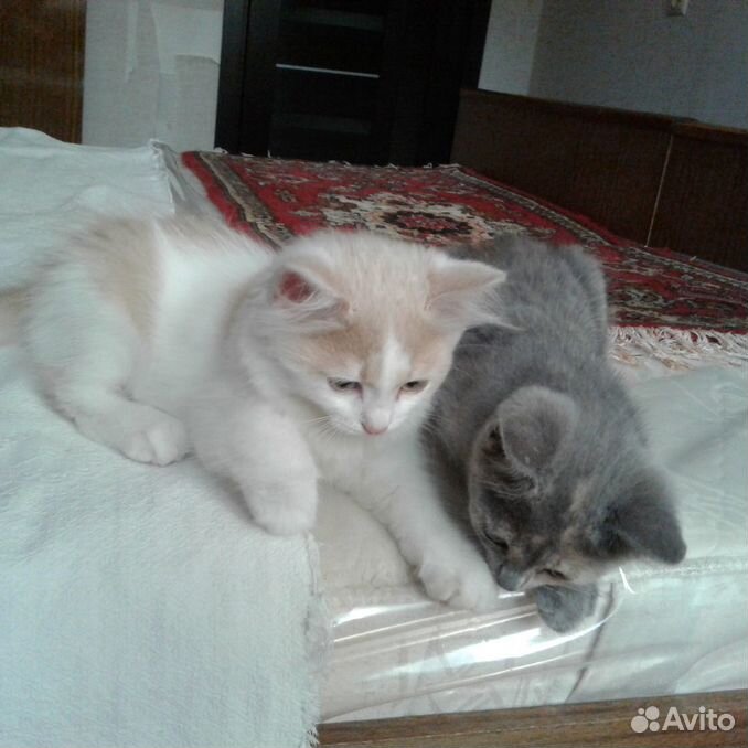 Два красивых котенка ждут своих хозяев