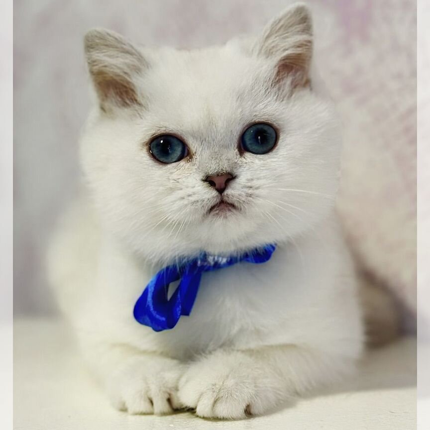 Котята из питомника