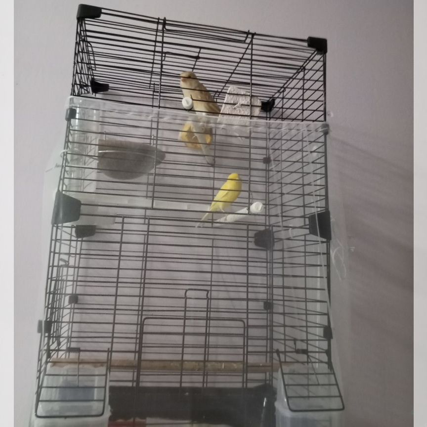 Канарейки пара