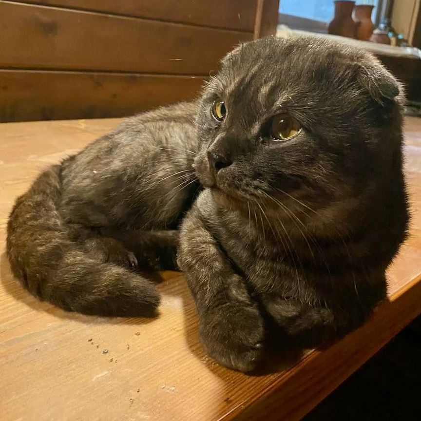 Шотландский котик ищет дом