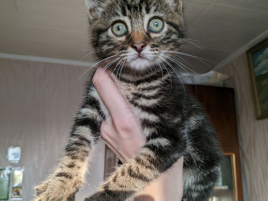 Котята в добрые руки SOS