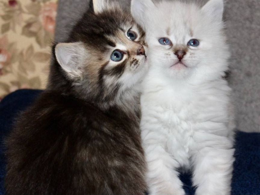 Сибирские котята