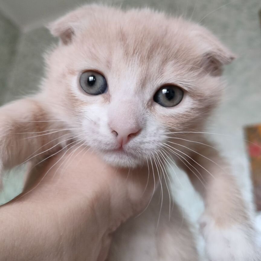 Шотландский вислоухий короткошёрстный котёнок