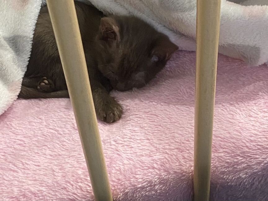 Котенок Шоколадная британка