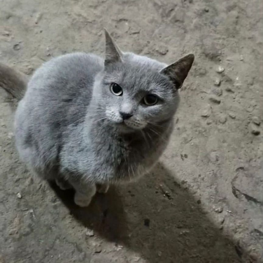 Котиков на складе хотят отравить.Поиск дома