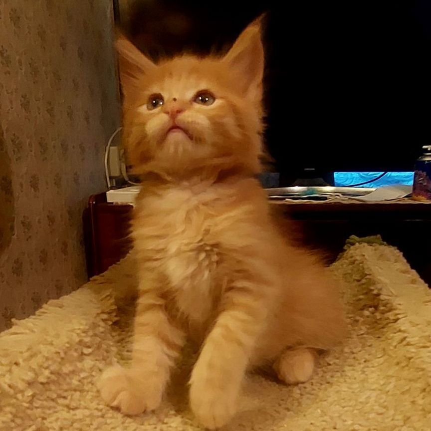 Котята мейн кун