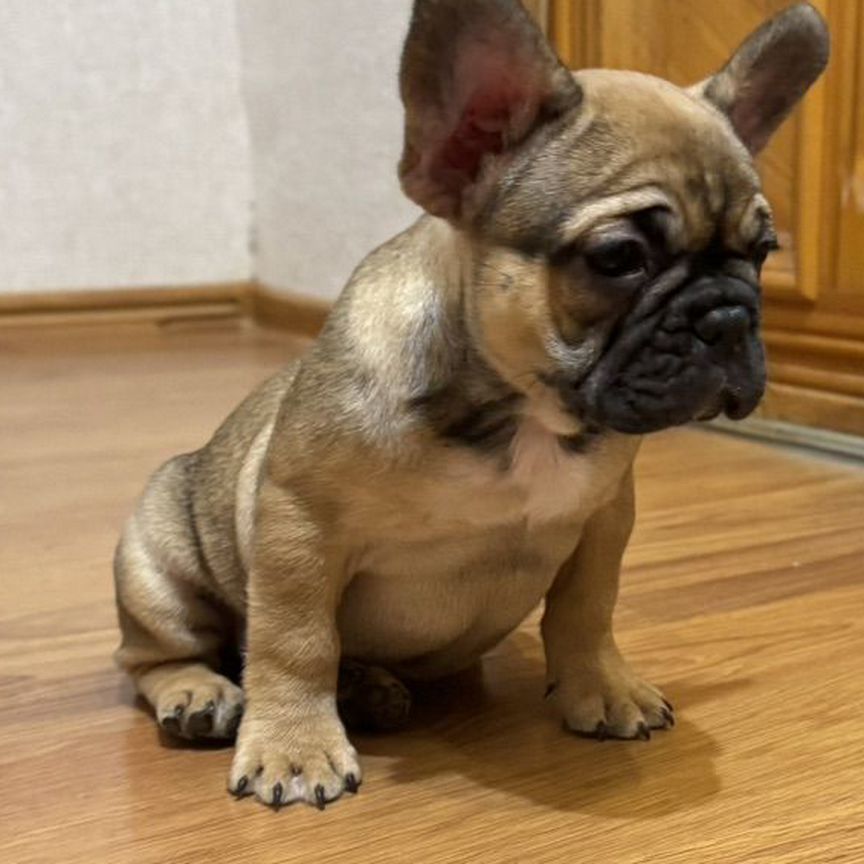 Французский бульдог