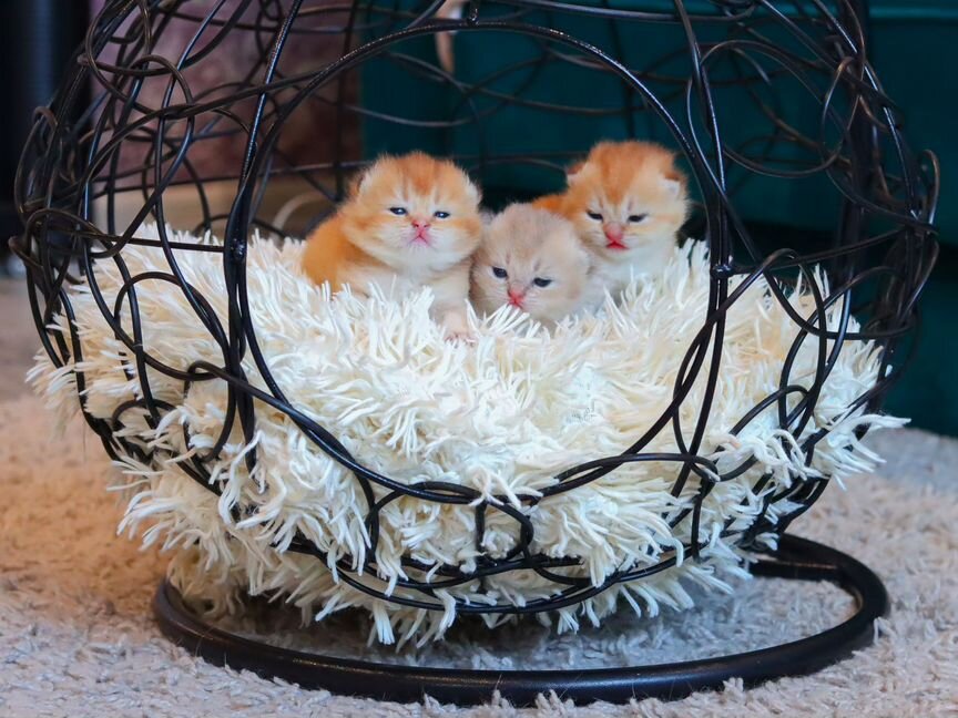 Котята выставочного стандарта