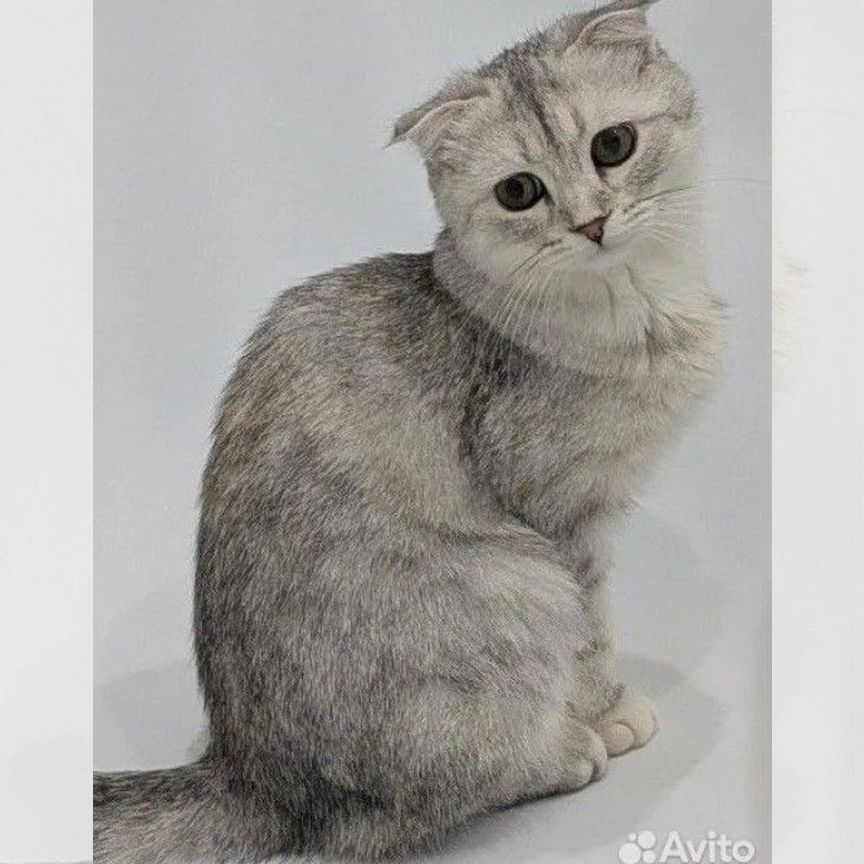 Шотландский вислоухий короткошёрстный котёнок