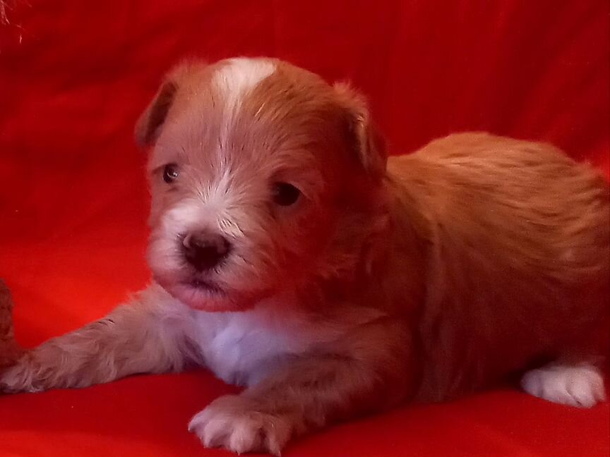 Щенки мальтипу f1 мини