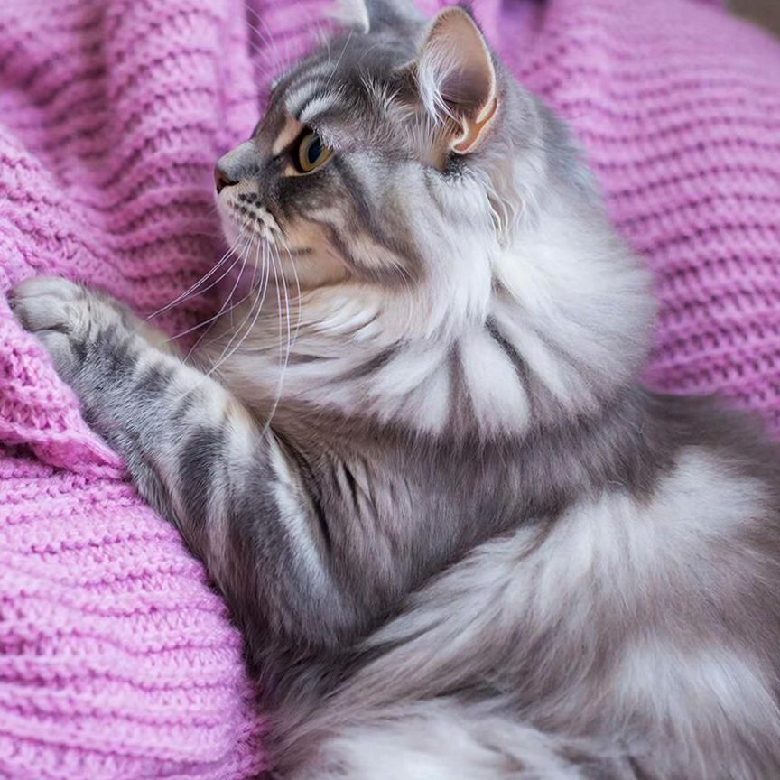 Курильский бобтейл длинношёрстный котёнок