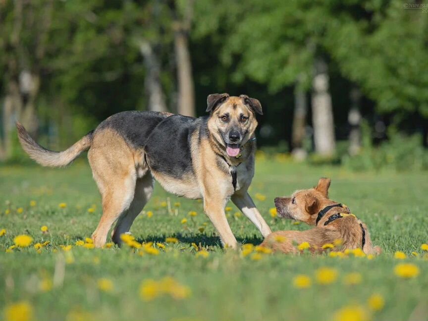 Собака в добрые руки