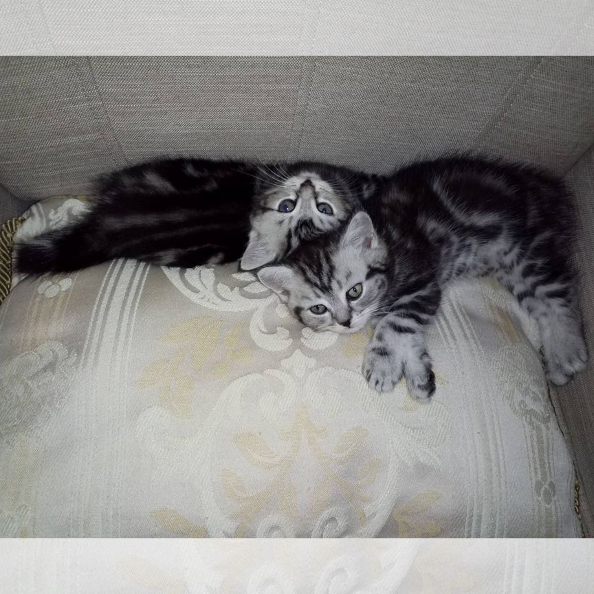 Британские котята