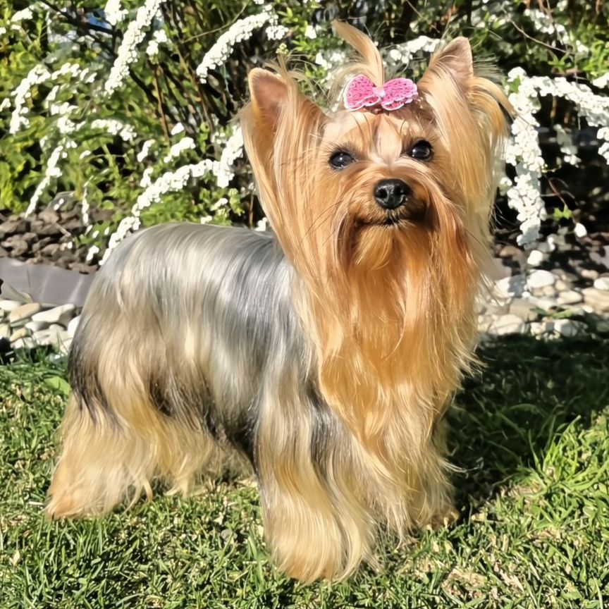 Йоркширский терьер, взрослая собака