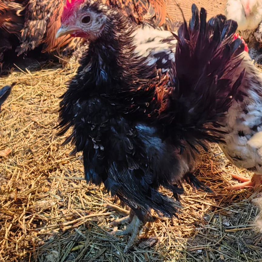 Декоративные куры