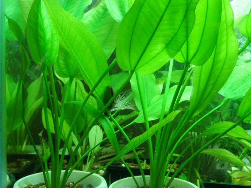 Аквариумные растения