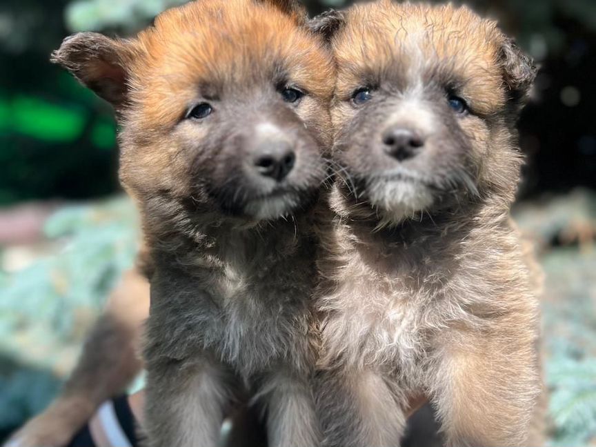 Щенки малышатки