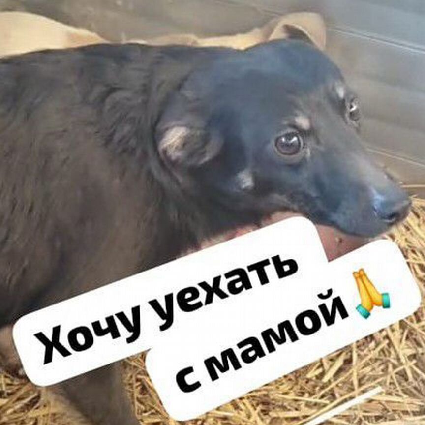 Взрослая собака в добрые руки