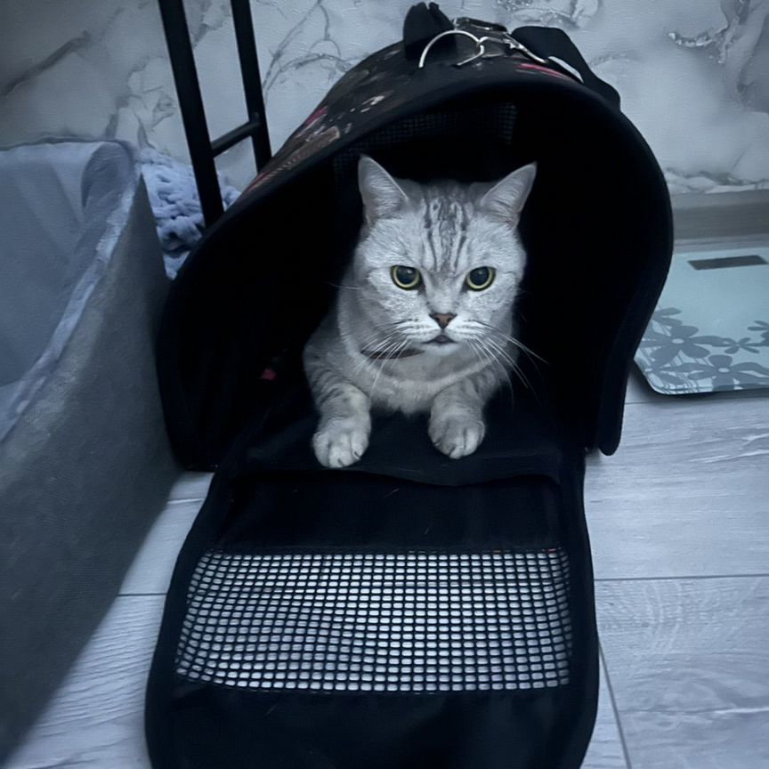 Британский кот