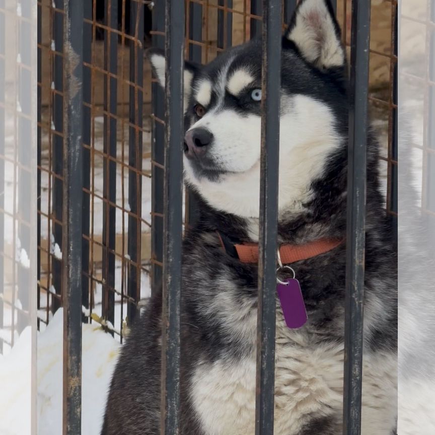 Сибирский хаски, взрослая собака