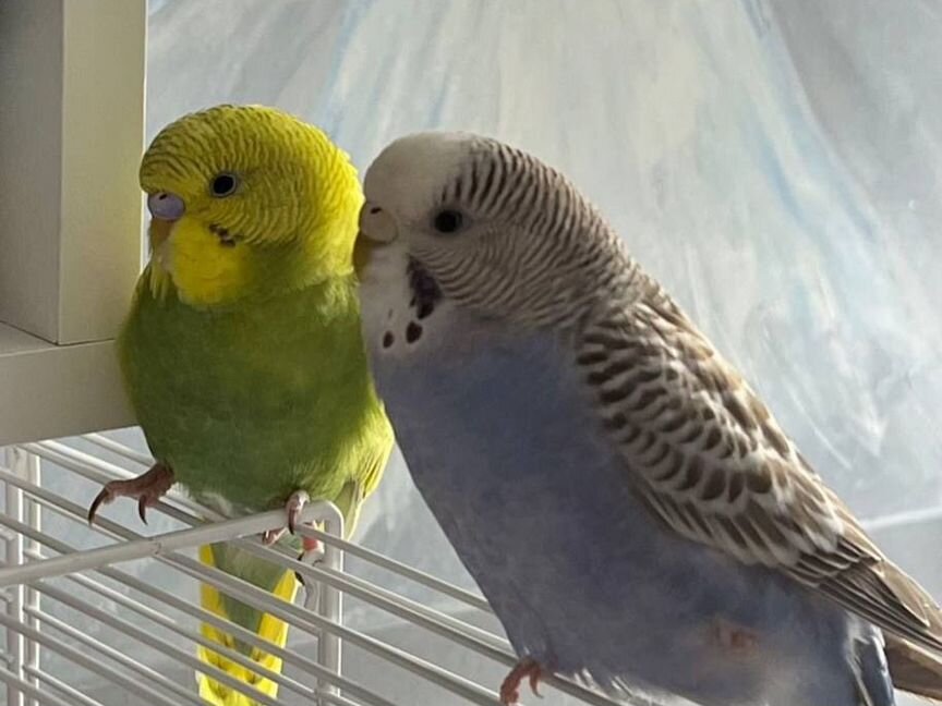 Волнистые попугаи с клеткой
