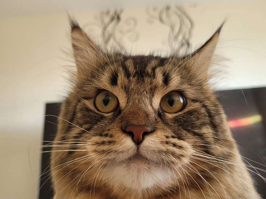 Кот на вязку мейн-кун