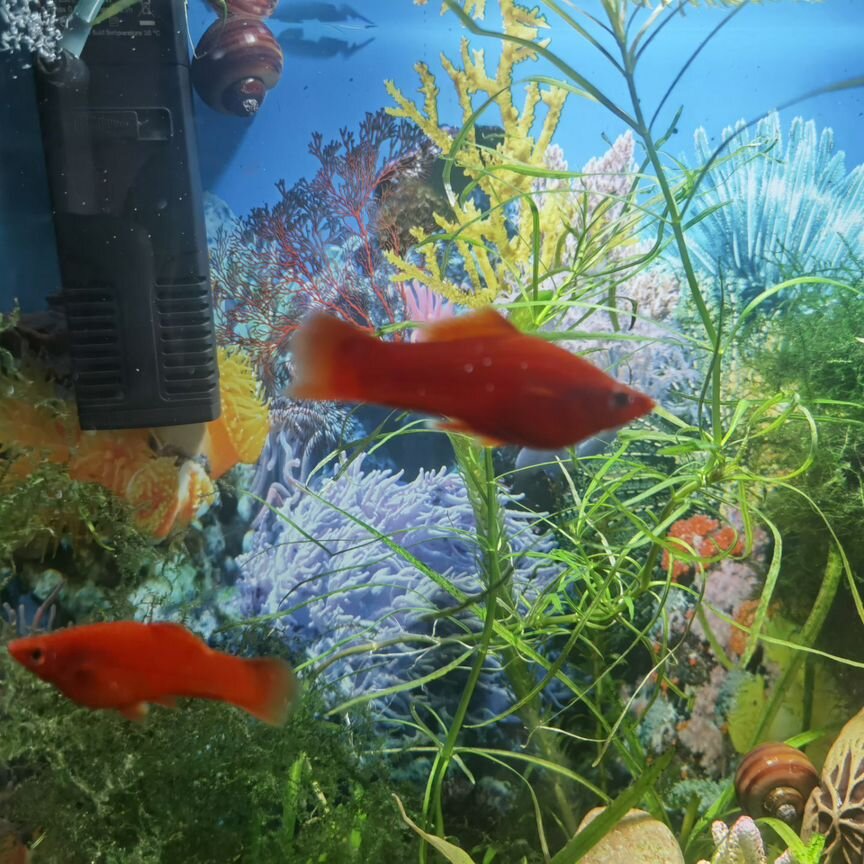 Аквариумные рыбки меченосцы пара