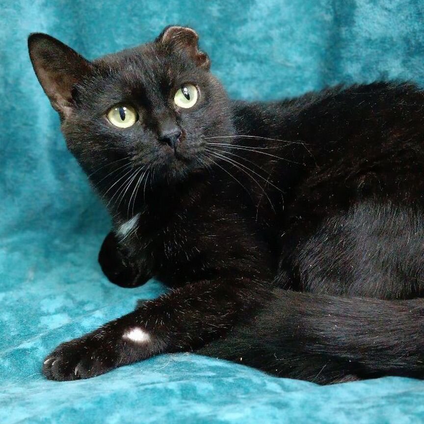 Взрослый кот в добрые руки