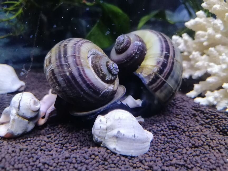 Улитка аквариумная ампулярия 3 шт