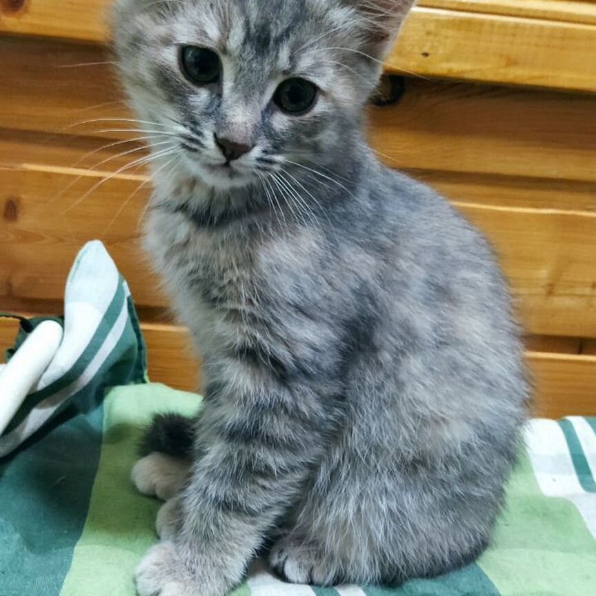 Котёнок 3 месяца