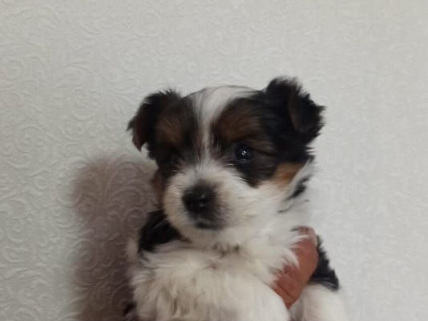 Щенки бивер йорка