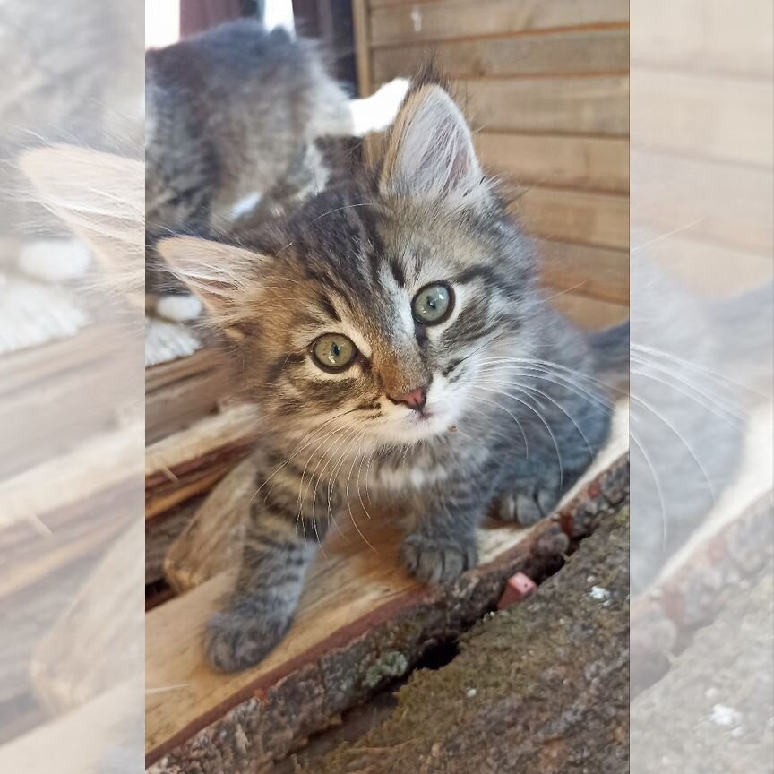 Домашние животные котята бесплатно