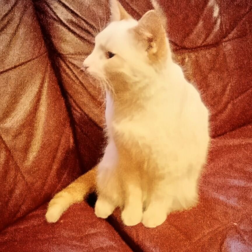 Као-мани котёнок