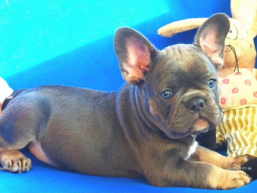 Французский бульдог голубые