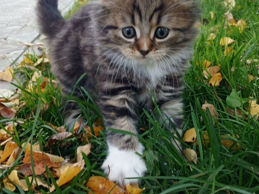 Котята
