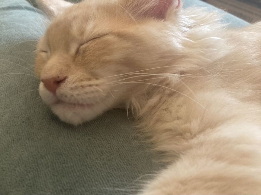 Котенок Мейн-кун