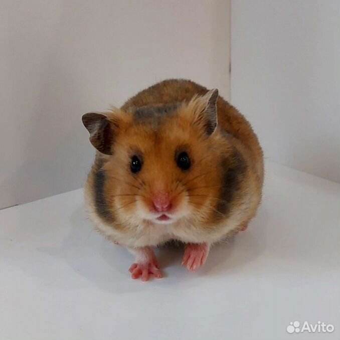 Сирийские хомячки, 6 мальчиков