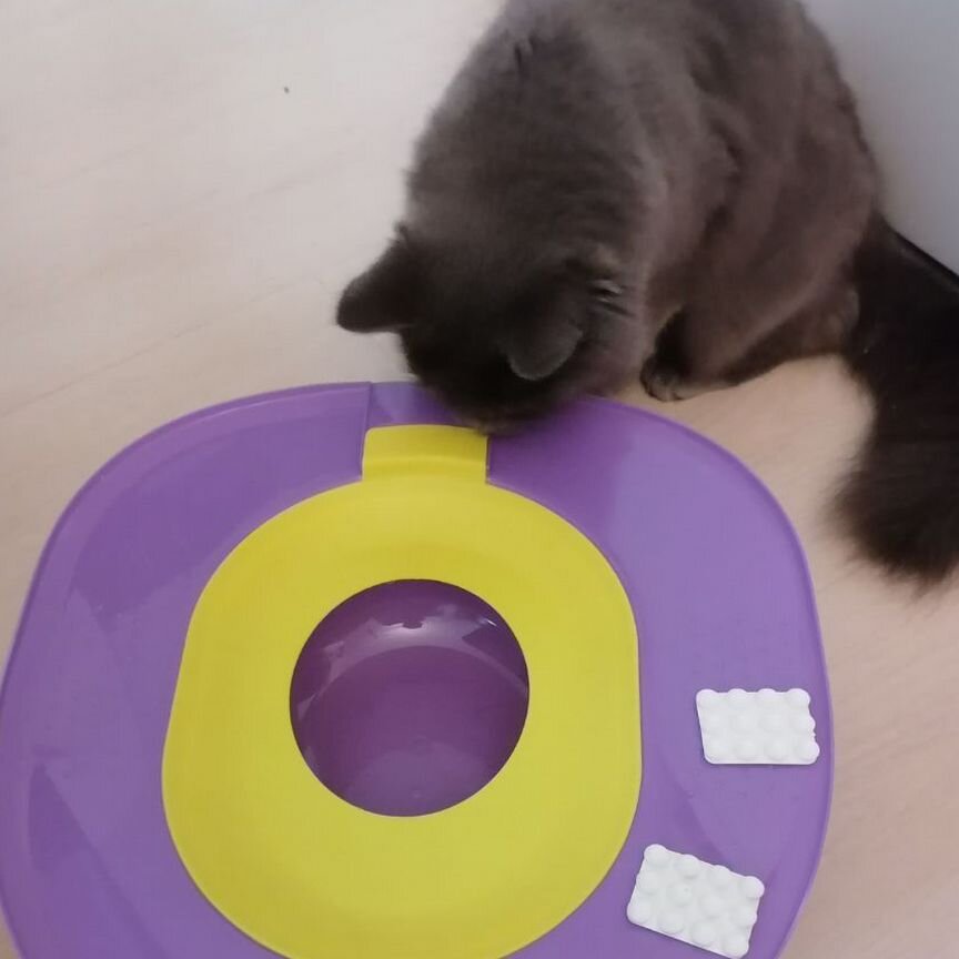 Системаприучение кошки к унитазу