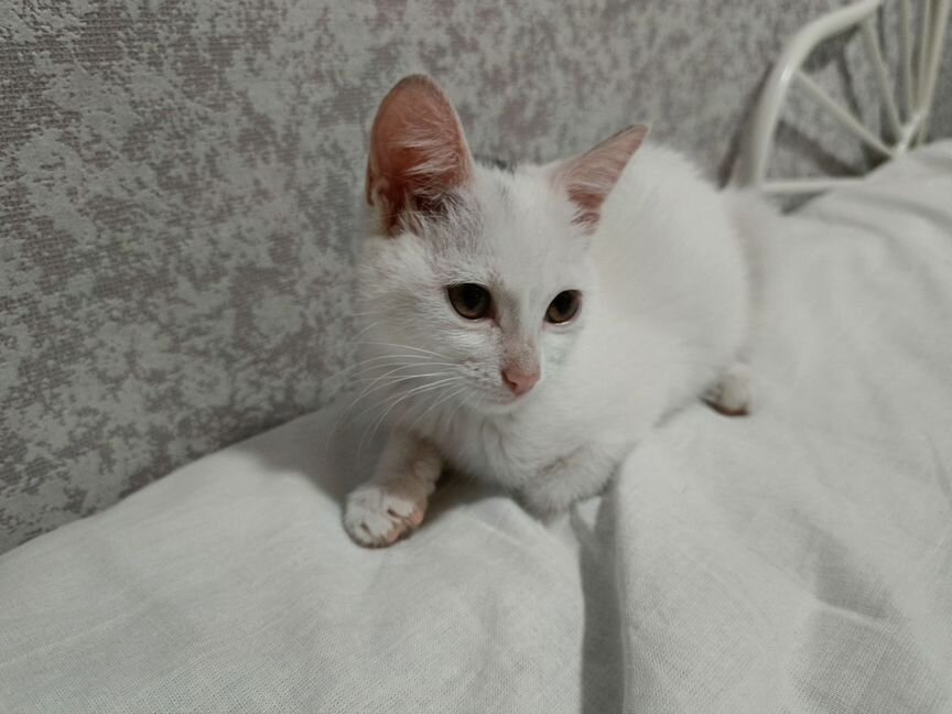 Отдам красавицу в добрые руки