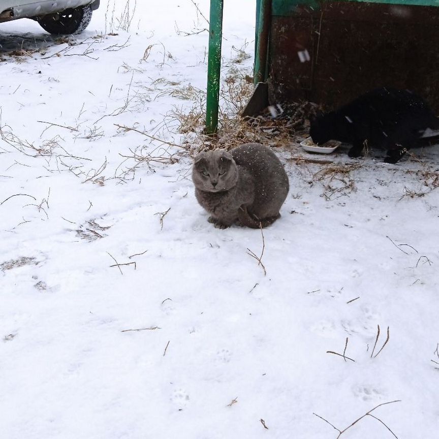 Ищет дом бездомный котик Ласковый,породистый