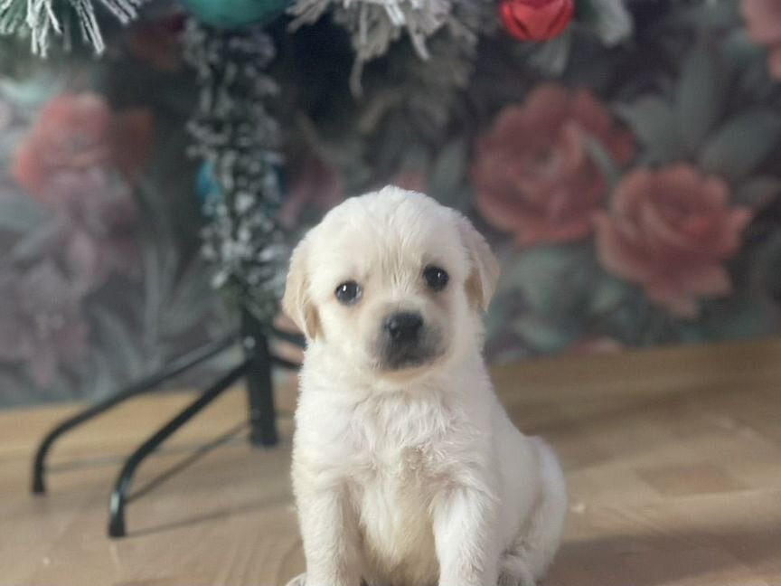 Щенки лабрадора