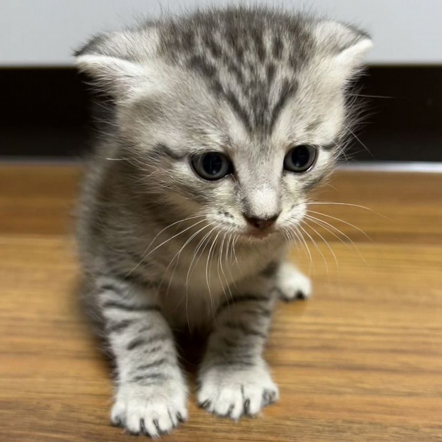 Шотландские смесь