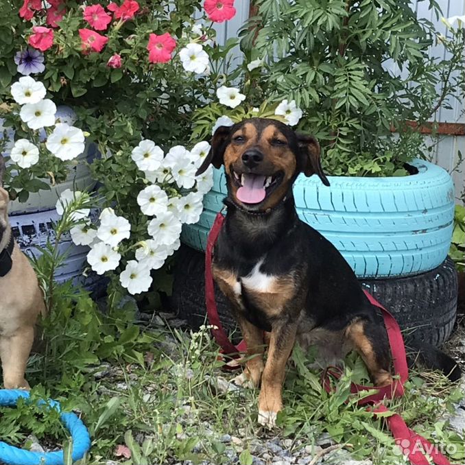 Собака в добрые руки такса