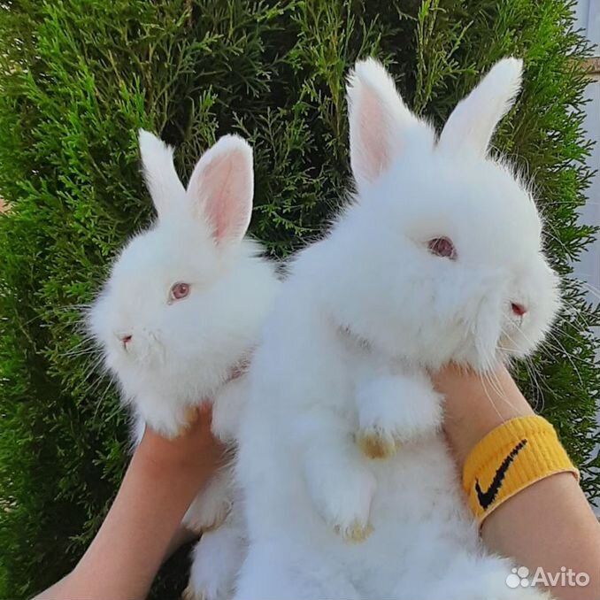 Кролики "Немецкая Ангора" и пух кроликов (сырец)