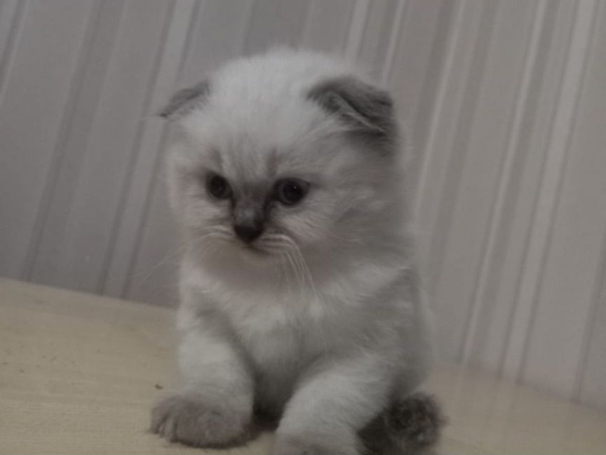 Шотландские вислоухие котята