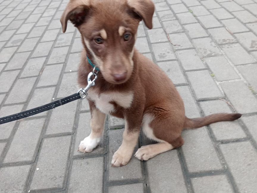 Малышка-умняшка щенок 3 мес в добрую семью