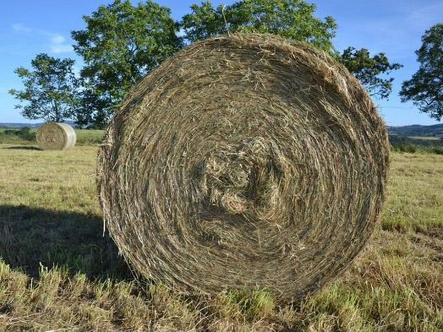 Сено в рулонах