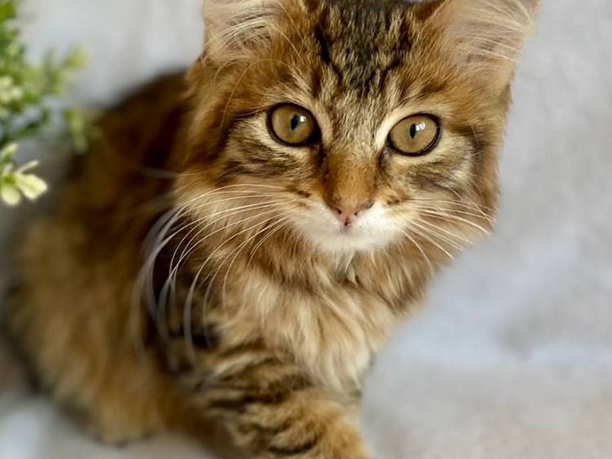Котенок-девочка породы курильский бобтейл