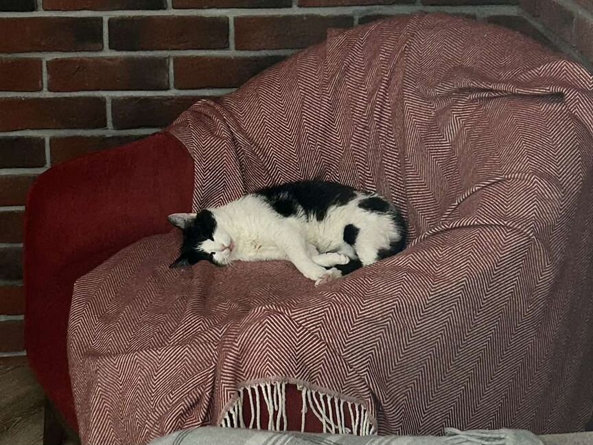 Маша ищет дом